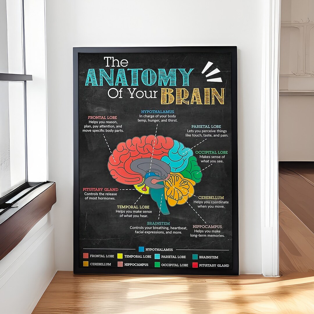 The Anatomy Your Brain Knowledge Poster, Educational Canvas Wall Art ...