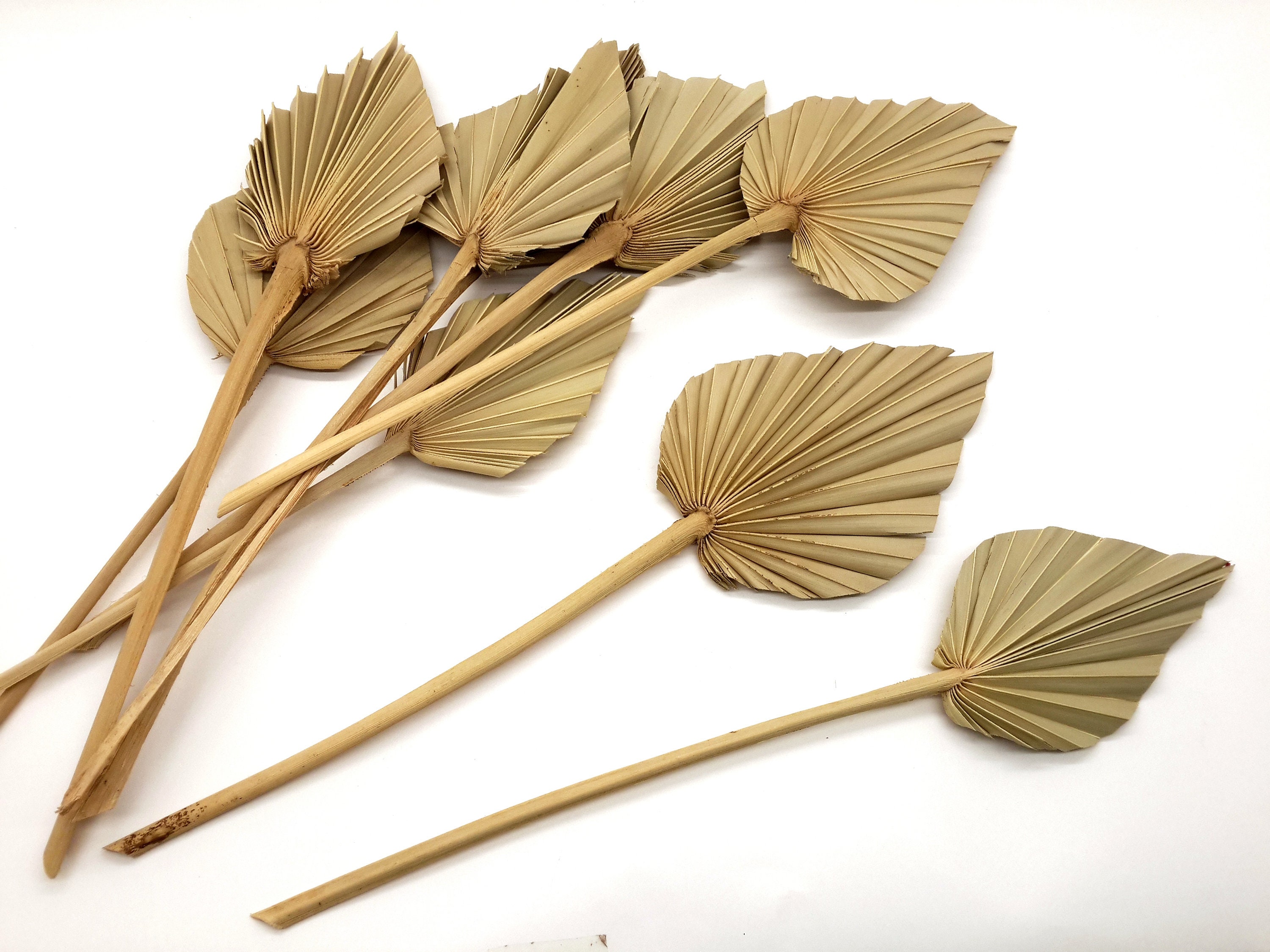 10 Palm Leaves Dried Dried Leaves Tropical Palm Leaves Palm Etsy 10-palm-leaves-dried-dried-leaves-tropical-palm-leaves-palm-etsy