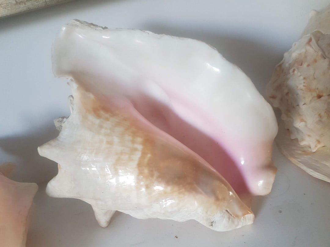 Large Seashell Extra Large Knobbed Queen Helmet Conch Sea Shell - Etsy