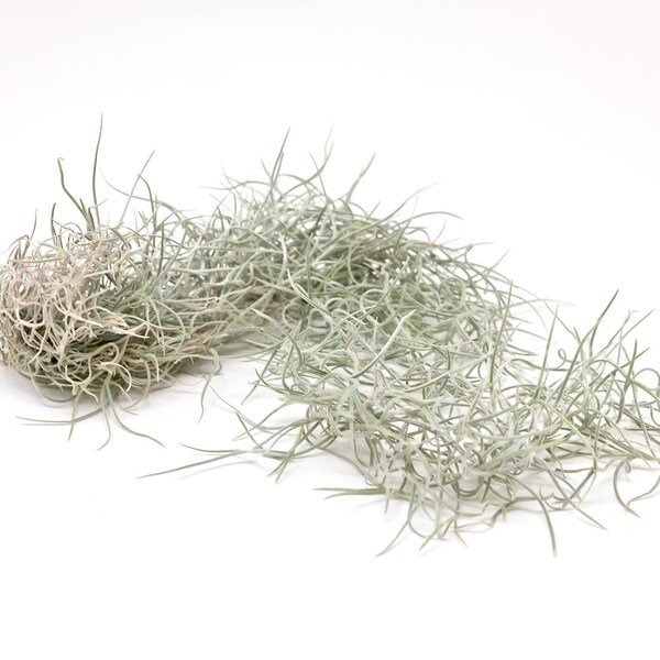Spanish Moss - Etsy