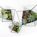 Juicykits Big Ol'rubix: Glass Cube Succulent Terrarium - Etsy