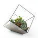 Juicykits Big Ol'rubix: Glass Cube Succulent Terrarium - Etsy
