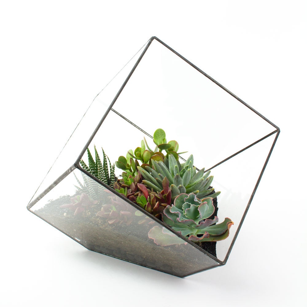 Juicykits Big Ol'rubix: Glass Cube Succulent Terrarium - Etsy