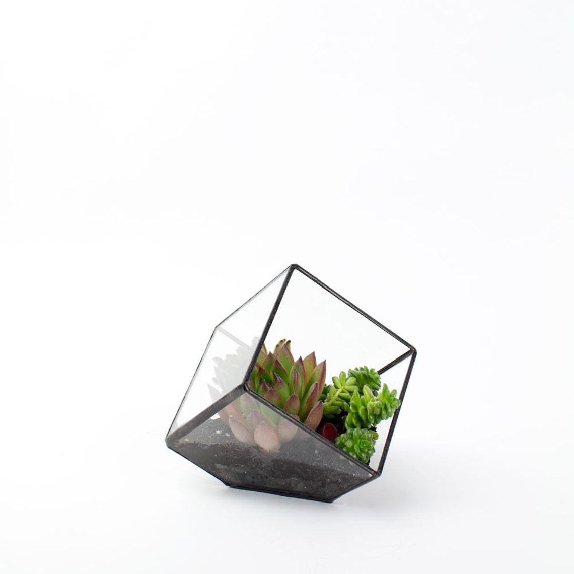 Juicykits Big Ol'rubix: Glass Cube Succulent Terrarium | Etsy