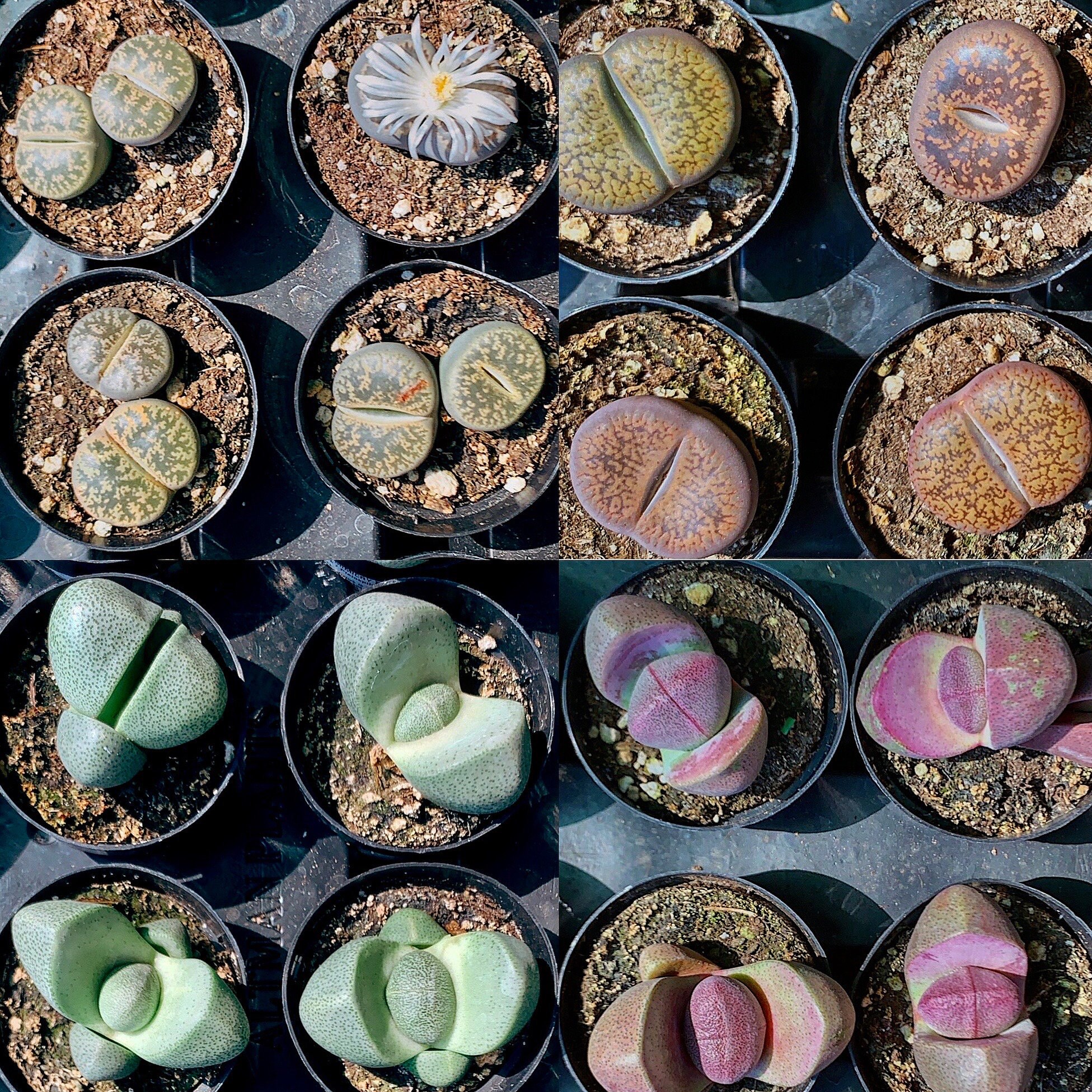 Split Rock & Lithops Mimicry Plant Gift BoxPotted in Tilted | Etsy