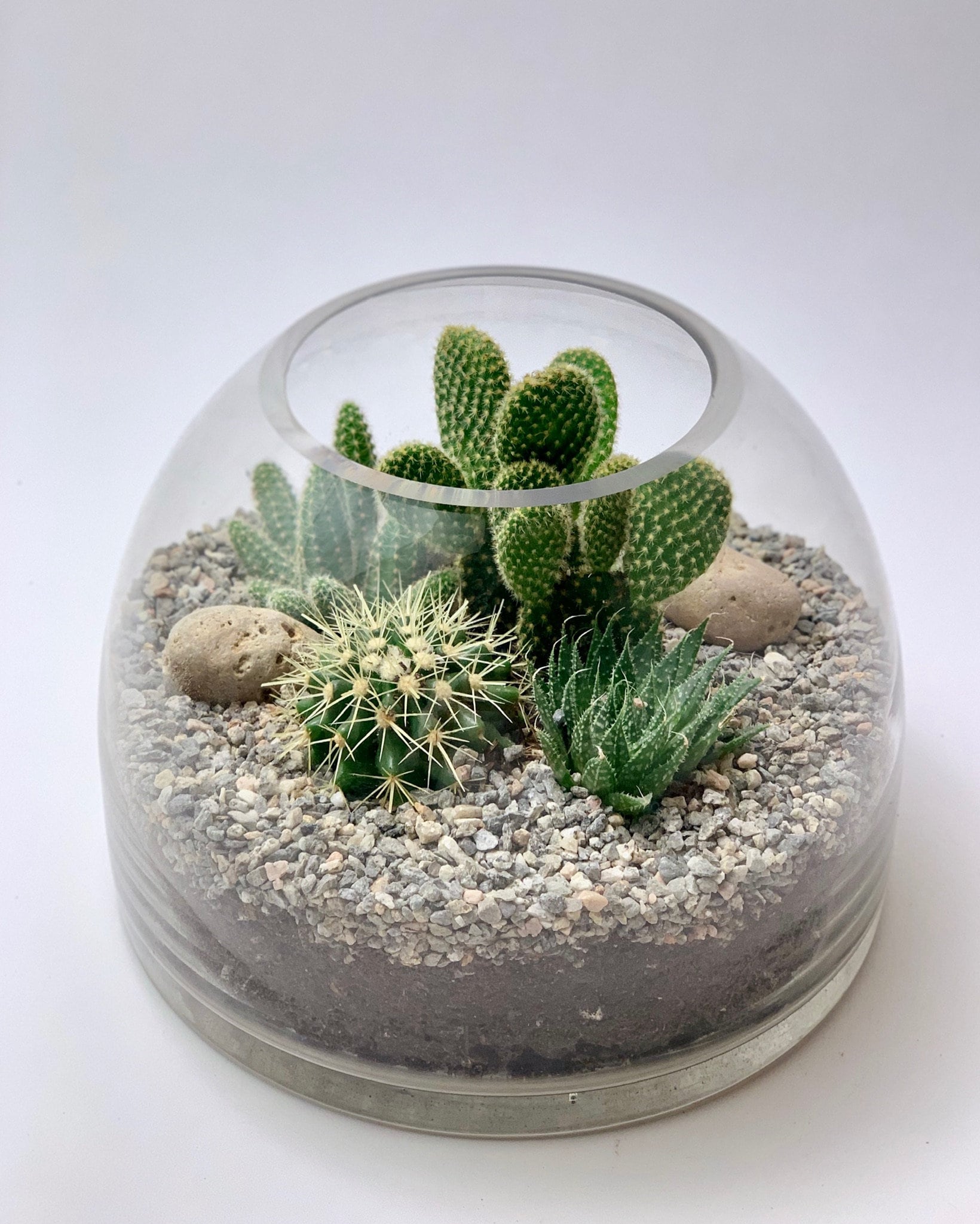 Mini Cactus Terrarium