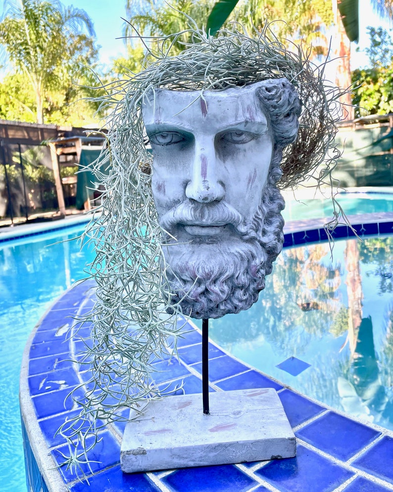 Concrete Poseidon Head Statue with Tillandsia Usneoides - Air plant Kit ...