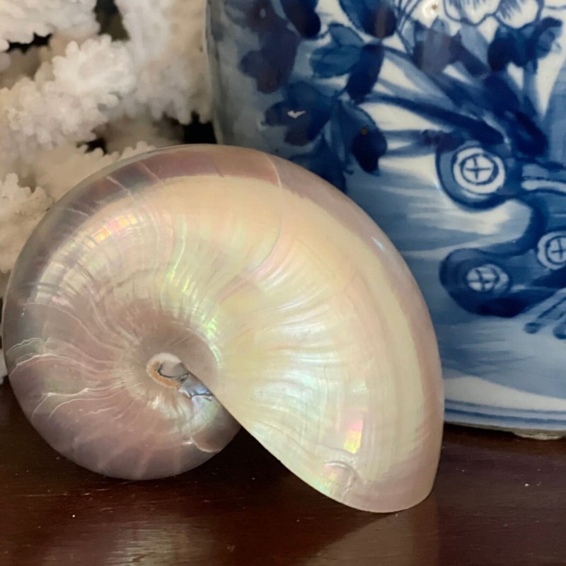 Nautilus Shell Art - Etsy