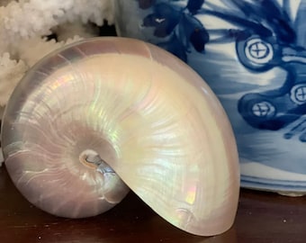 Spirula Spirula Shells for Sailors Valentines, Shell Art, Collections ...