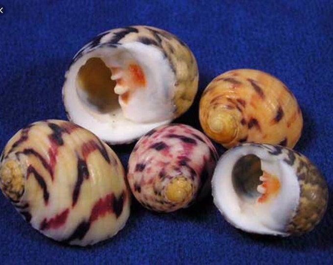 Bleeding Teeth Nerite Seashells for Crafts, Weddings, Favors, Gift ...