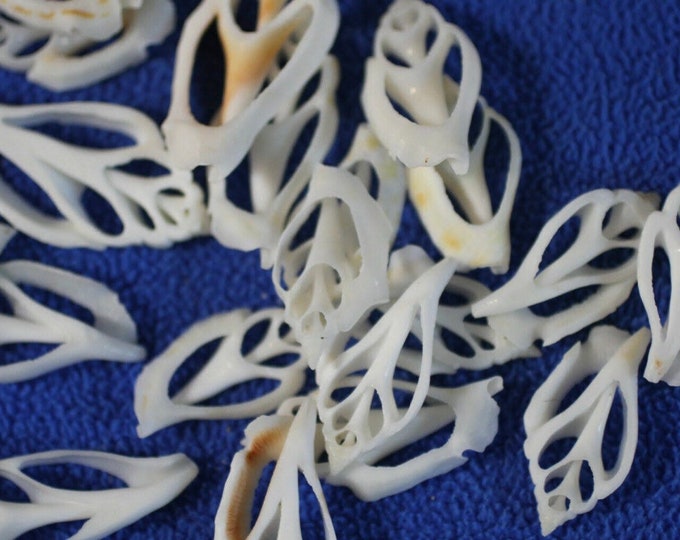 FREE SHIPPING, Sliced Center Cut White Chula Seashells for Crafts, Home ...