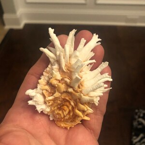 Chama Lazarus Jewel Box Pair for Shell Art, Artists, Crafts, Sailors ...