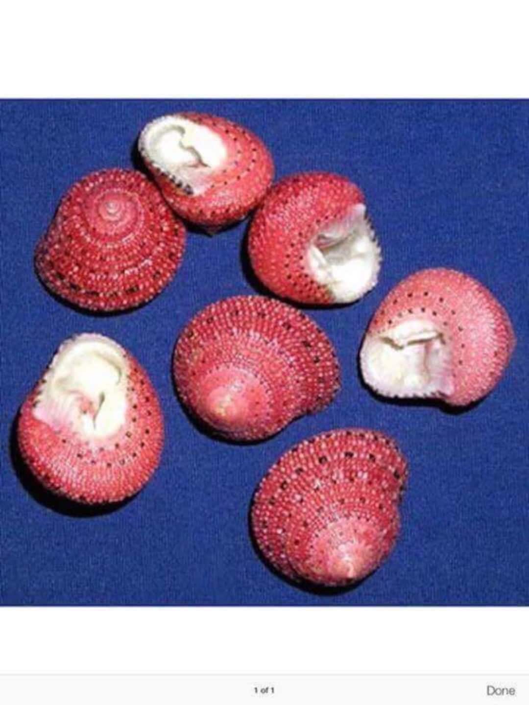 20 Red Strawberry Top Shells-very Unique for Crafts, Home Decor ...