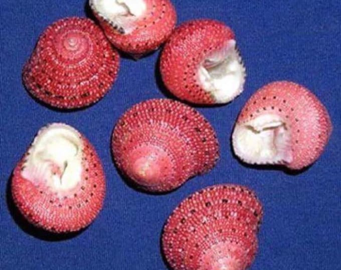 20 Red Strawberry Top Shells-very Unique for Crafts, Home Decor ...