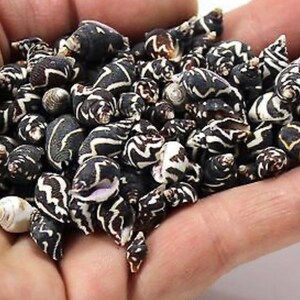 FREE SHIPPING, Lightening Dove Shells, (pyrene Shells), for Crafts ...