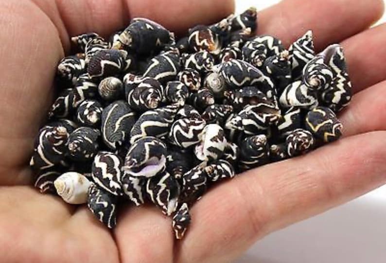 FREE SHIPPING Lightening Dove Shells pyrene Shells for - Etsy