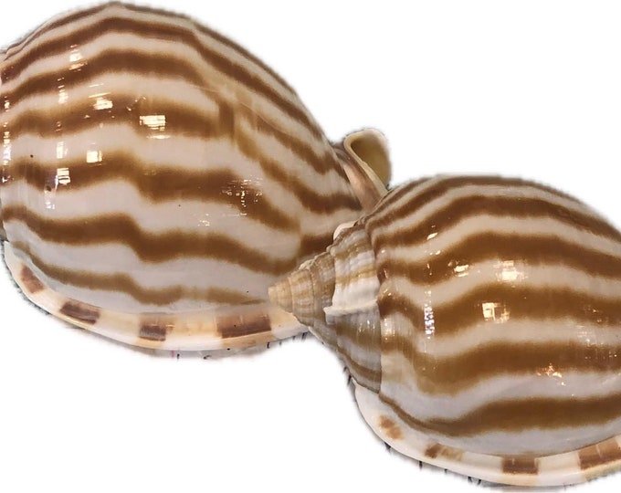 Spirula Spirula Shells for Sailors Valentines, Shell Art, Collections ...