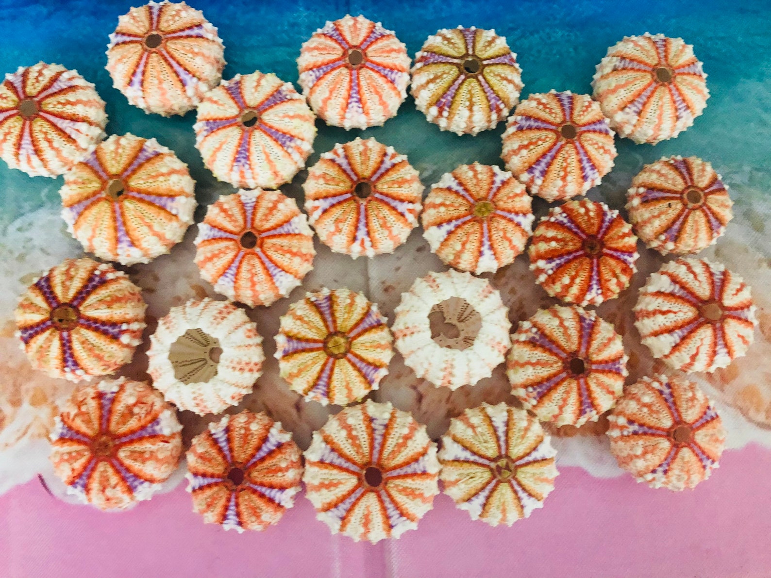 Deep Sea Urchin Coelopleurus Mailardi for Shell Artists - Etsy Australia