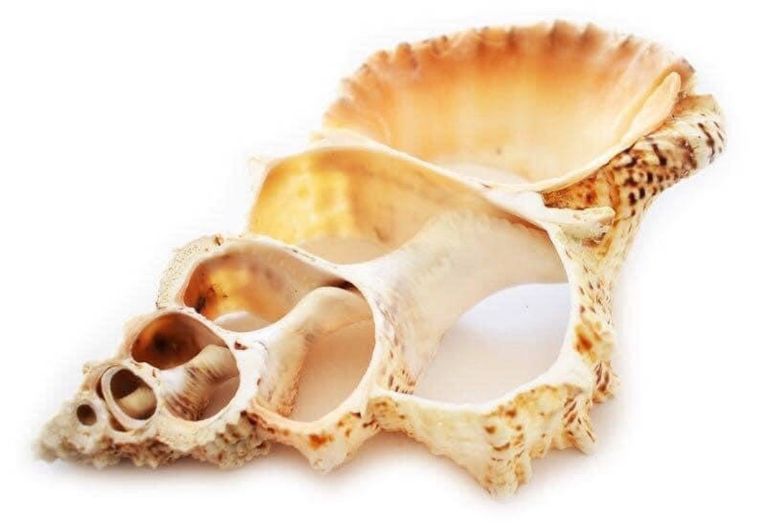 Center Cut Lampas Shell, 8-9 Inches, for Crafts, Shell Art, Home Decor ...
