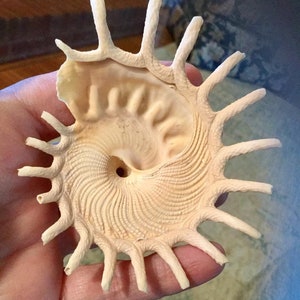 Starburst Carrier Shell (stellaria Solaris) for Coastal Home Decor ...