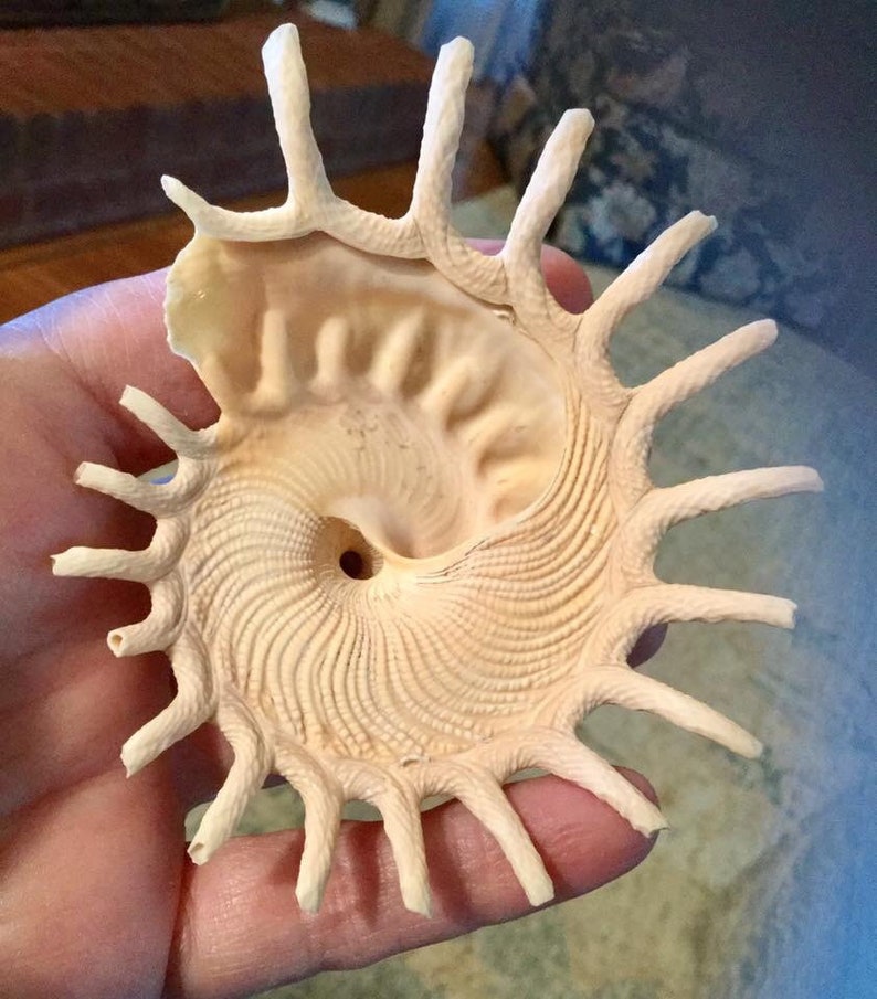 Starburst Carrier Shell stellaria Solaris for Coastal Home - Etsy