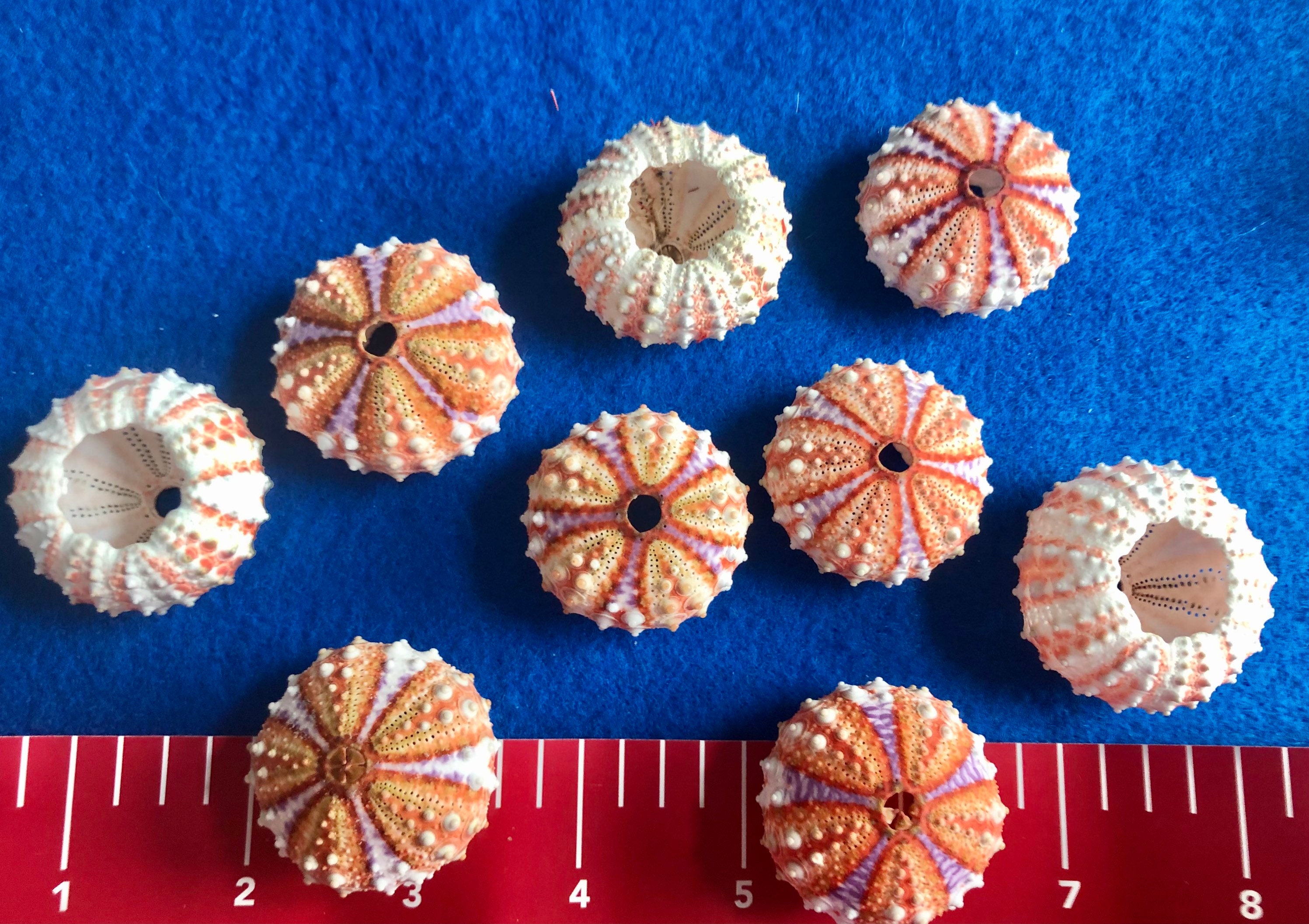 Deep Sea Urchin Coelopleurus Mailardi for Shell Artists - Etsy Australia
