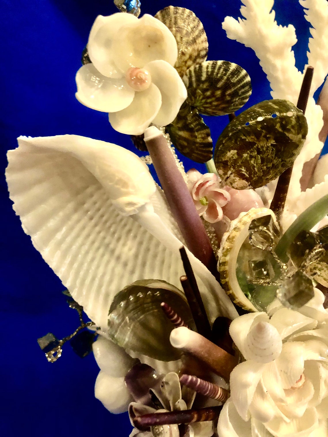 White Angel Wing Seashells for Crafts Shell Art Sailor's - Etsy