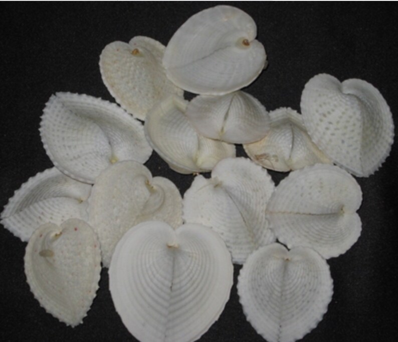 Large True heart cockles for home decor crafts sailors | Etsy