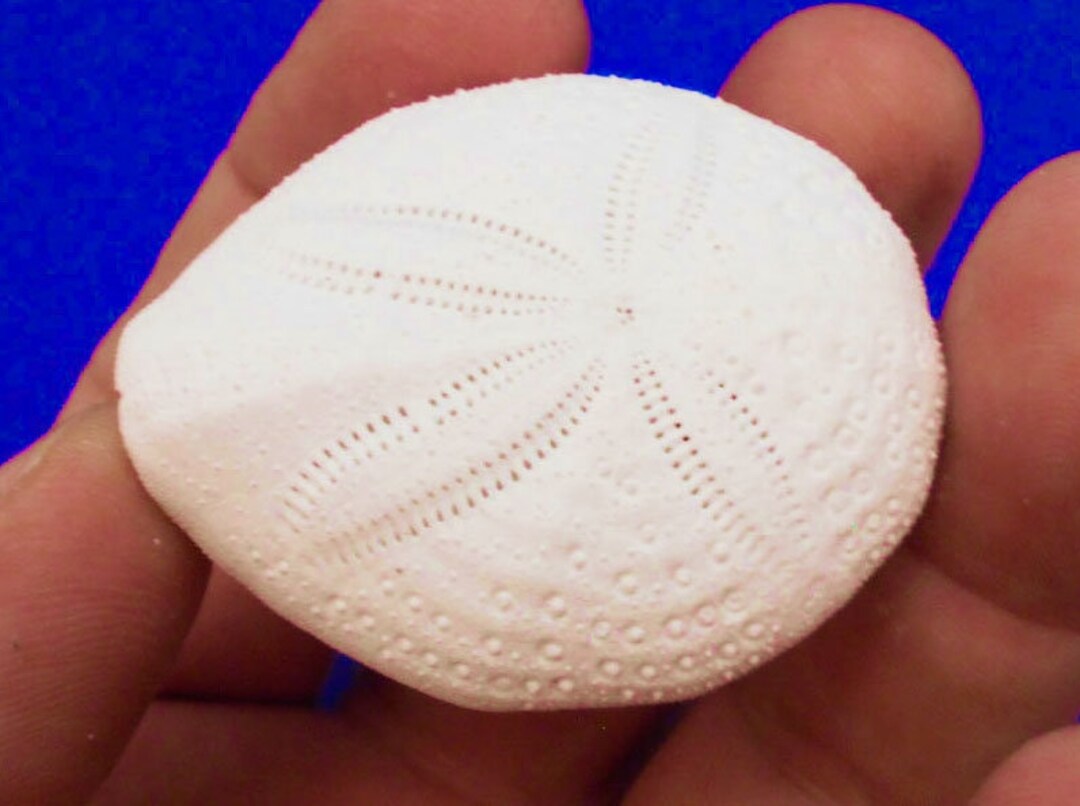 New Thin Sea Puffer Biscuits for Shell Art Sailor's - Etsy