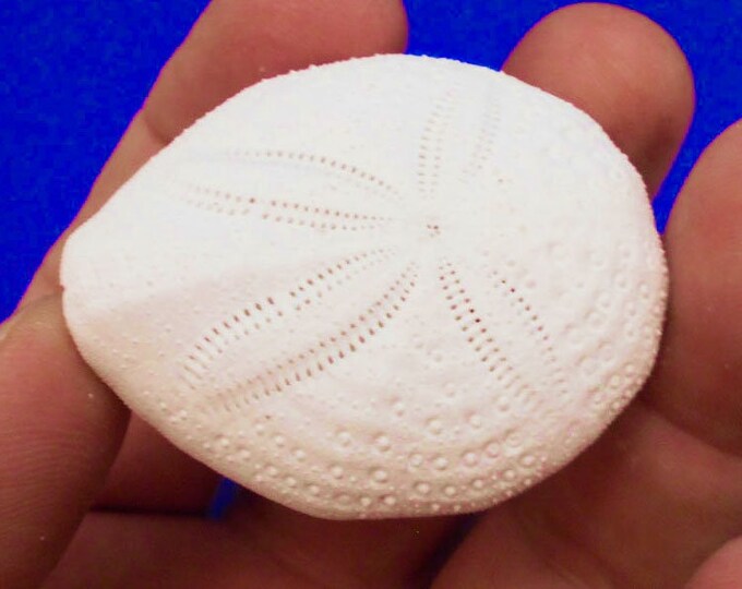 New Thin Sea Puffer Biscuits for Shell Art, Sailor's Valentine, Crafts ...