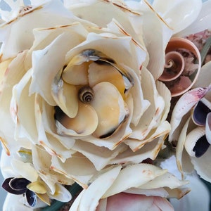 Small Shark Eye Shells for Crafts, Shell Art, Sailors Valentine ...