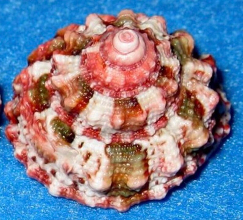 Set of 2 TROCHUS FERREIRAI Top Shells-very Unique for Crafts - Etsy