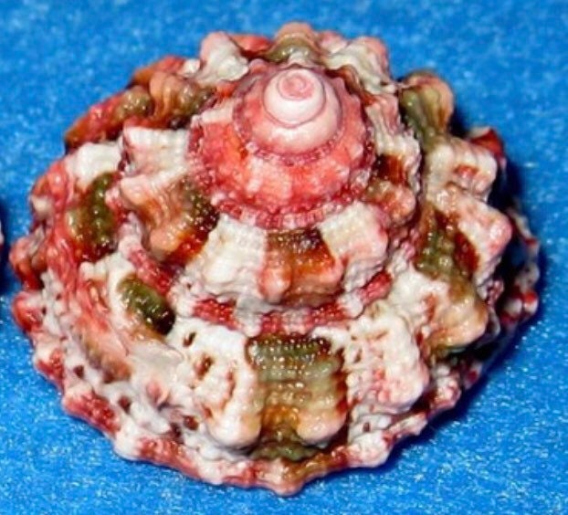Set of 2 TROCHUS FERREIRAI Top Shells-very Unique! for Crafts, Home ...