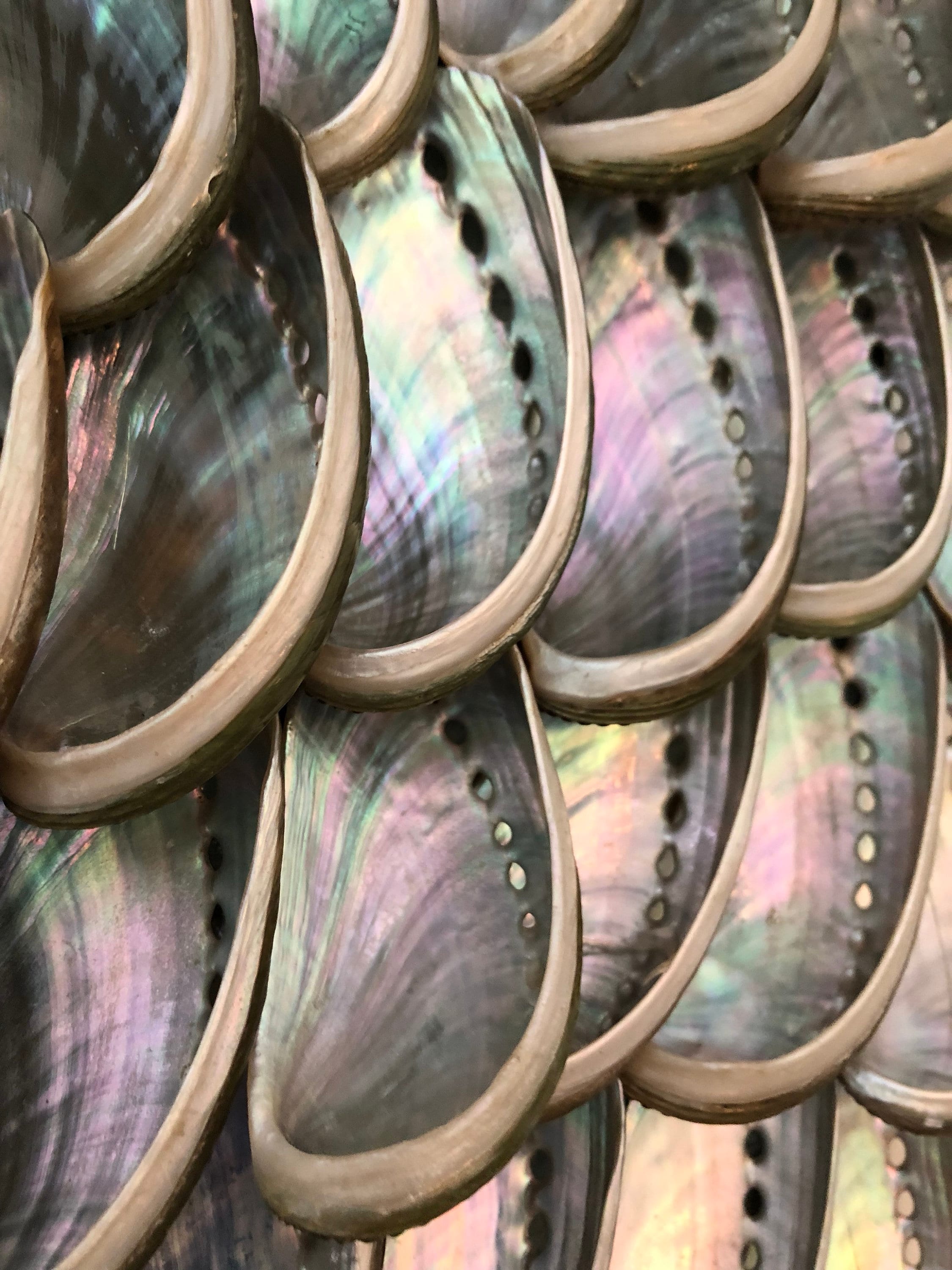Abalone Seashell Angel Wings for Home Coastal Wall Beach - Etsy