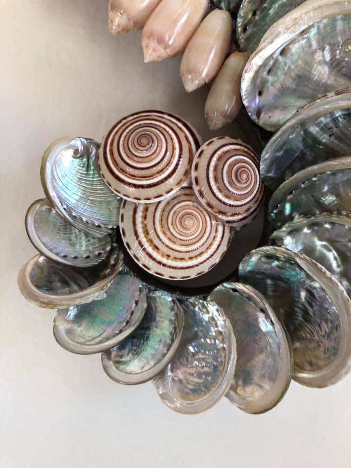 Oval abalone sea shells for crafts beach decor gift | Etsy