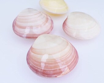 Tiger Clam Shell - Etsy