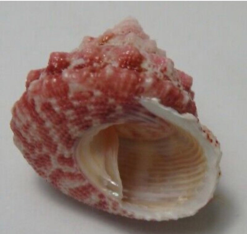 Set of 2 TROCHUS FERREIRAI Top Shells-very Unique for Crafts - Etsy