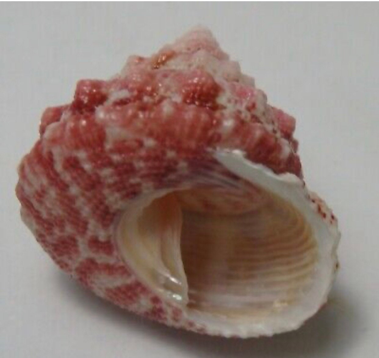 Set of 2 TROCHUS FERREIRAI Top Shells-very Unique! for Crafts, Home ...