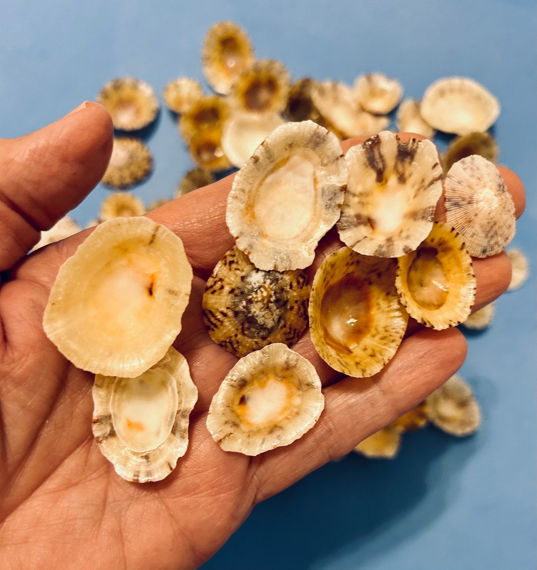 Gold Limpets-for Shell Art, Artists, Coastal Decor, Sailors Valentines ...