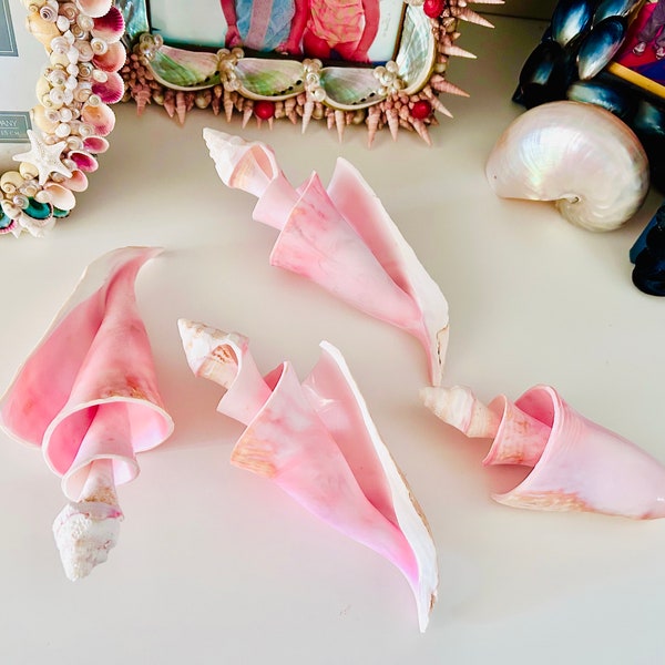 Conch Shell Art - Etsy