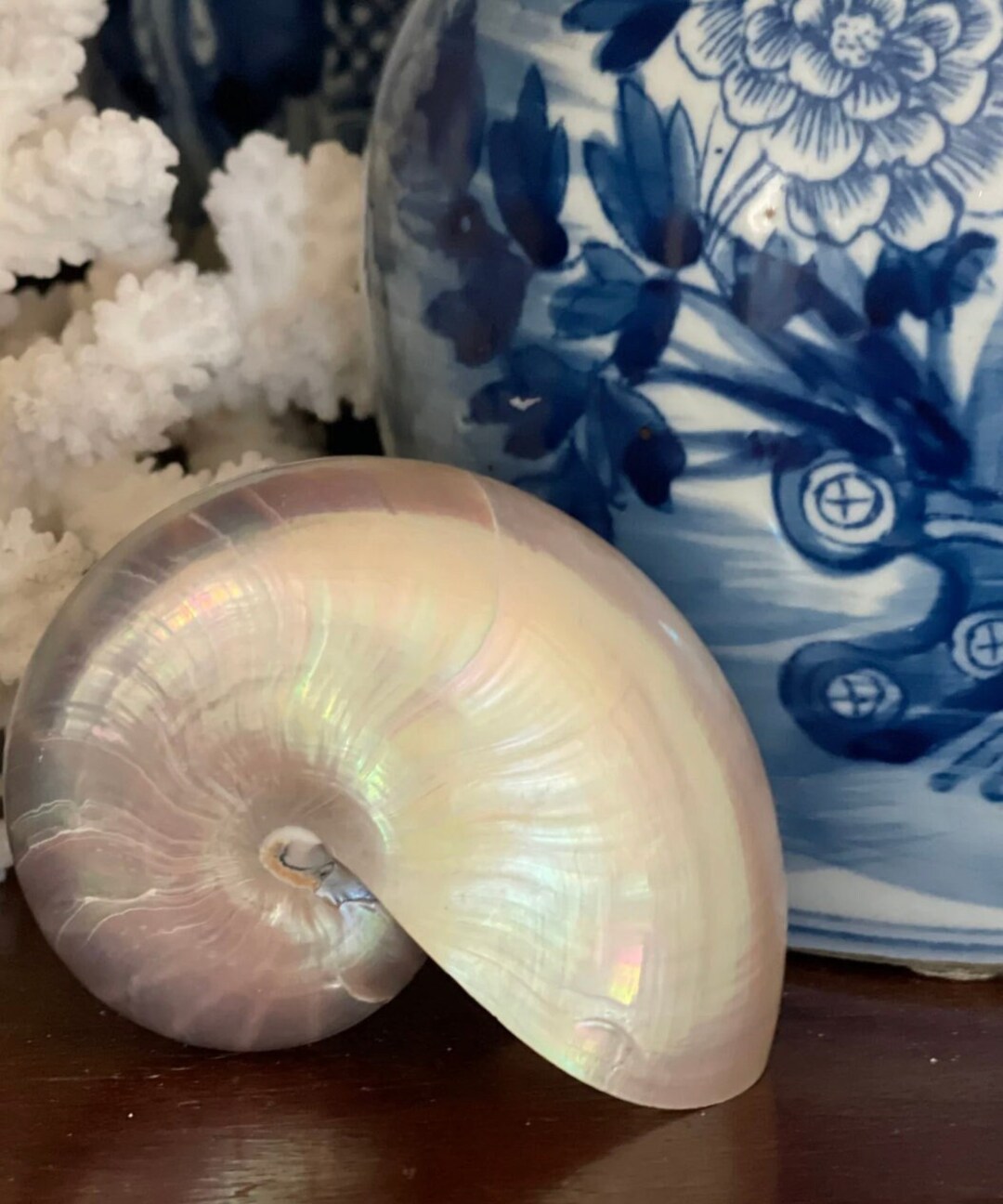 Whole Pearled Nautilus Shells for Collection, Display, Crafts, Shell ...