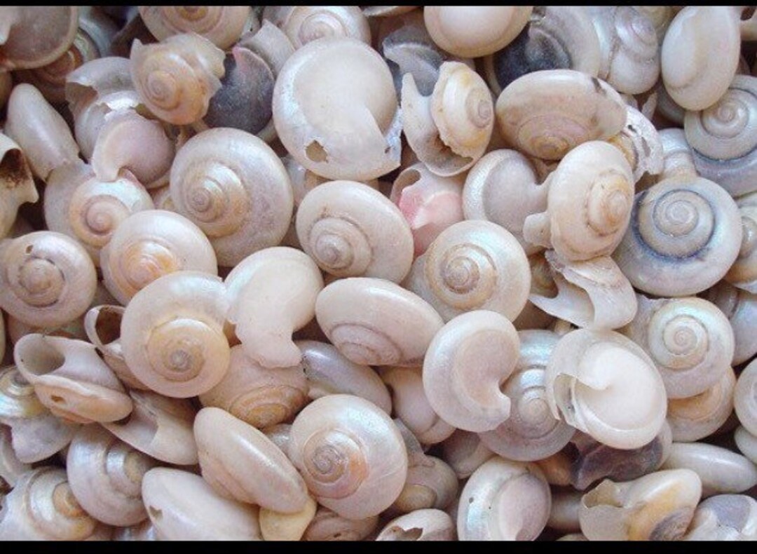 FREE SHIPPING, 2 Sizes Pearlized Umbonium Shells 1/4-1/2 Inch for ...