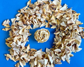 Spirula Spirula Shells for Sailors Valentines, Shell Art, Collections ...