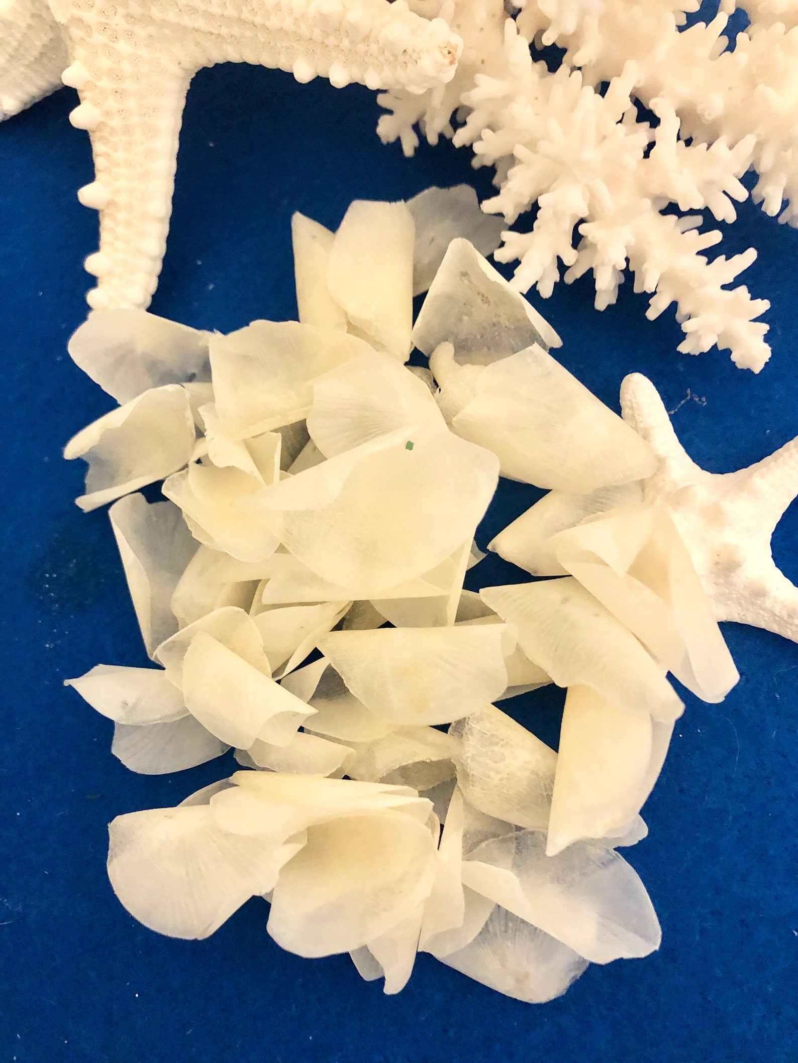 Fish Scales for Flower Making Seashell Artists Sailors | Etsy