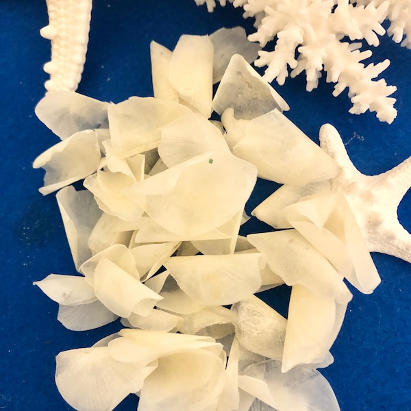 Seashell Fish - Etsy