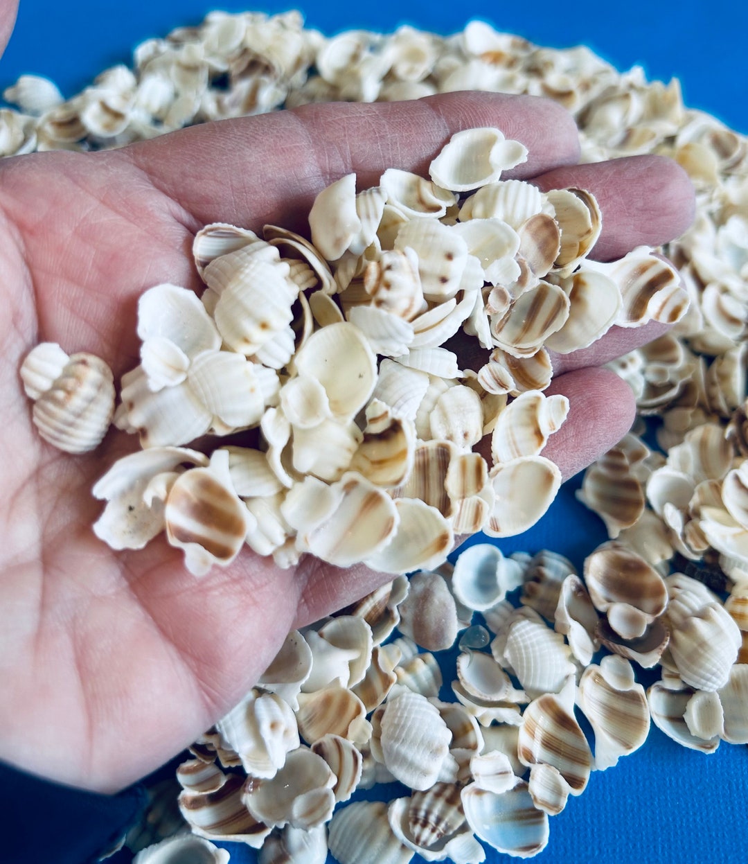 Vintage Sliced Seashells, Shell Art, Tiny Flowers - Etsy