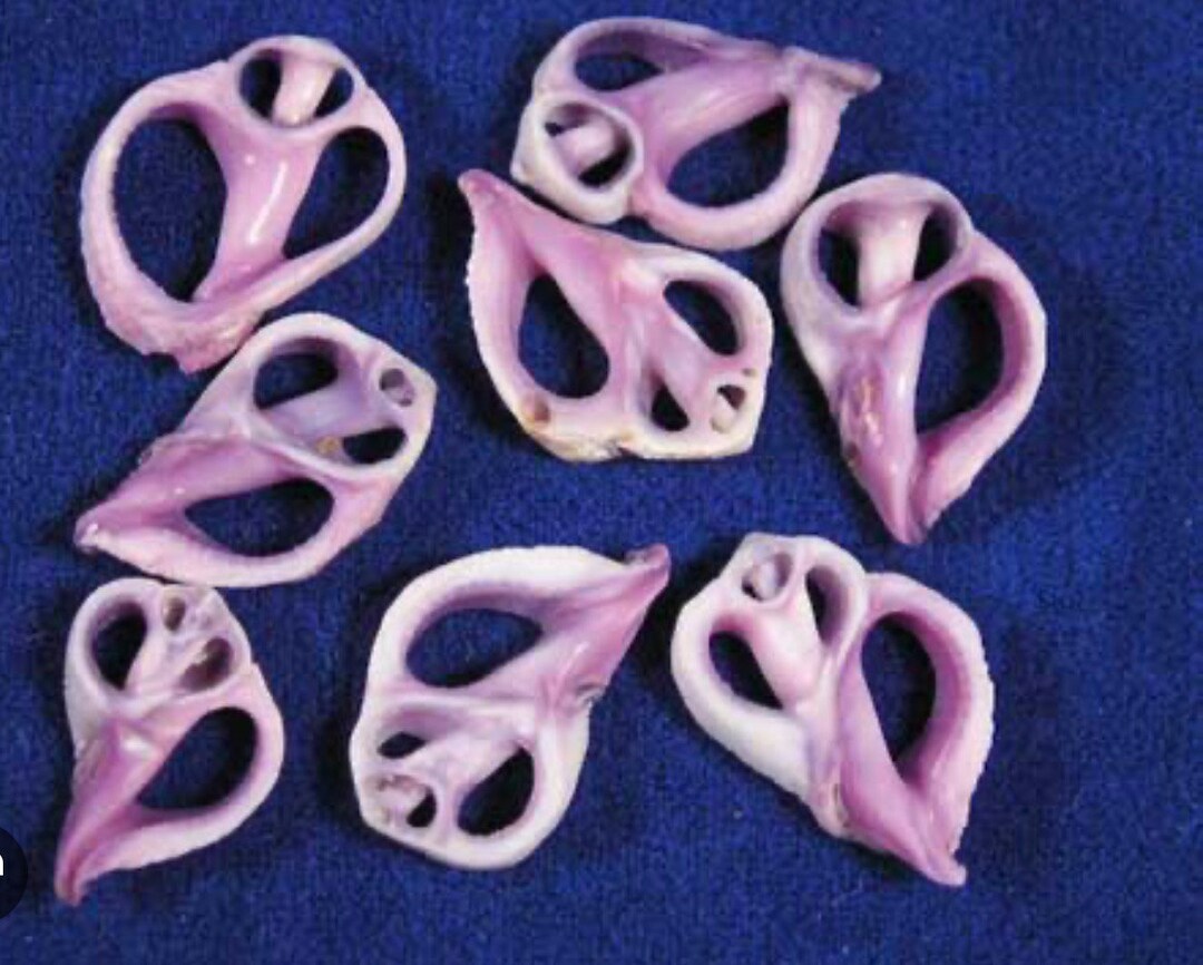 FREE SHIPPING, Center Sliced Purple Cebu Beauty Seashells for Crafts ...