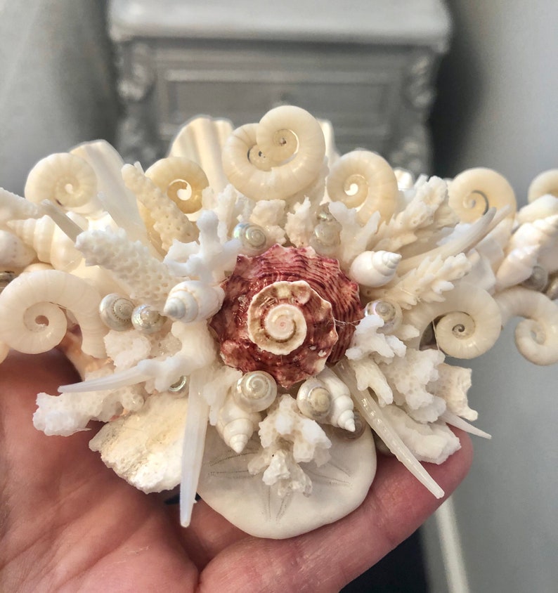 Spirula Spirula Shells for Sailors Valentines Shell Art - Etsy