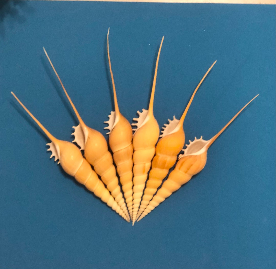 Tibia Fusus Seashell With Provenance for Collections Gift - Etsy