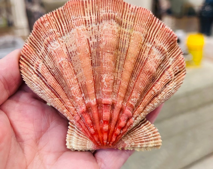 Lion’s Paw Shell (nodipectin Nodosus) for Shell Art, Sailors Valentines ...